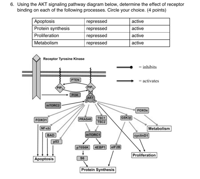 6. Using the AKT signaling pathway diagram below, | Chegg.com