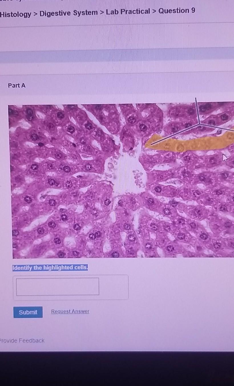 Solved Histology > Digestive System > Lab Practical > | Chegg.com