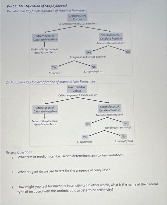 Solved Part C:Identification of Staphylococci Dichotomous | Chegg.com