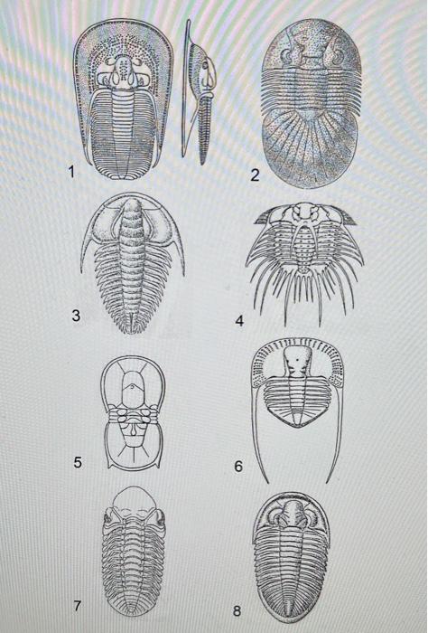 Solved PART C-Evolutionary trends in trilobites The | Chegg.com