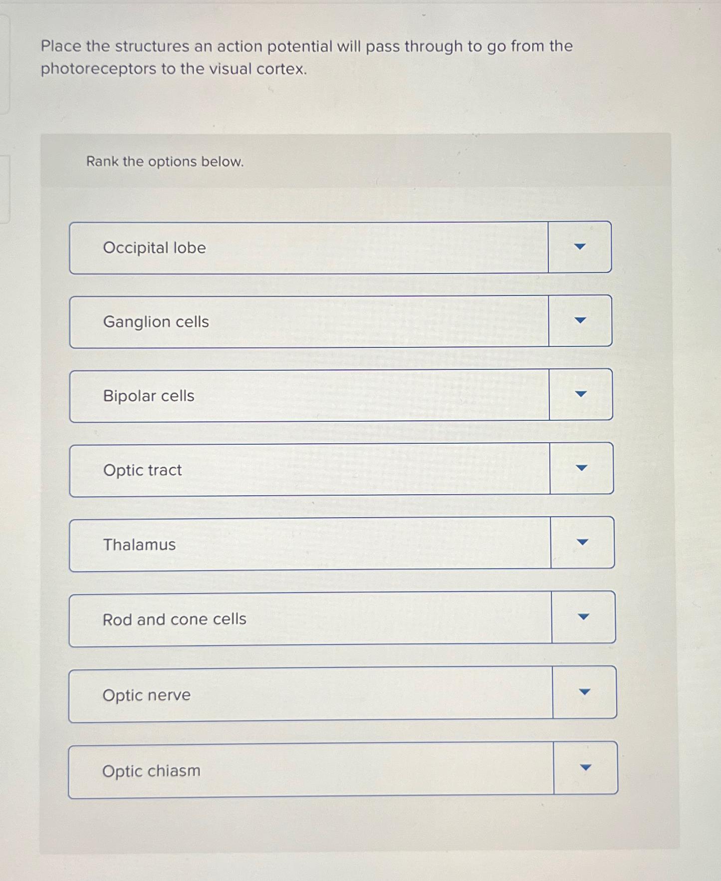 Solved Place the structures an action potential will pass | Chegg.com