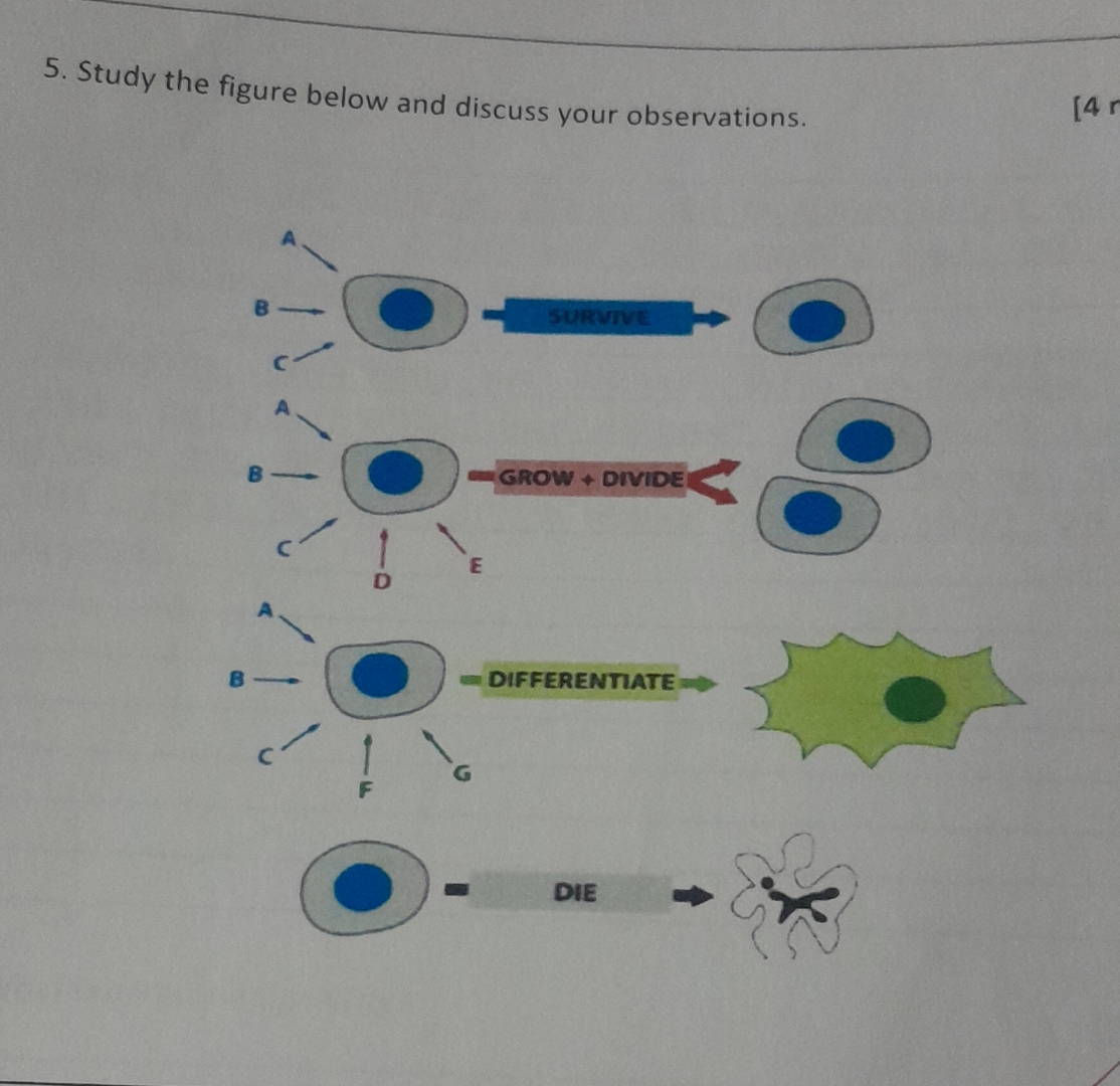 Study the figure below and discuss your observations. | Chegg.com