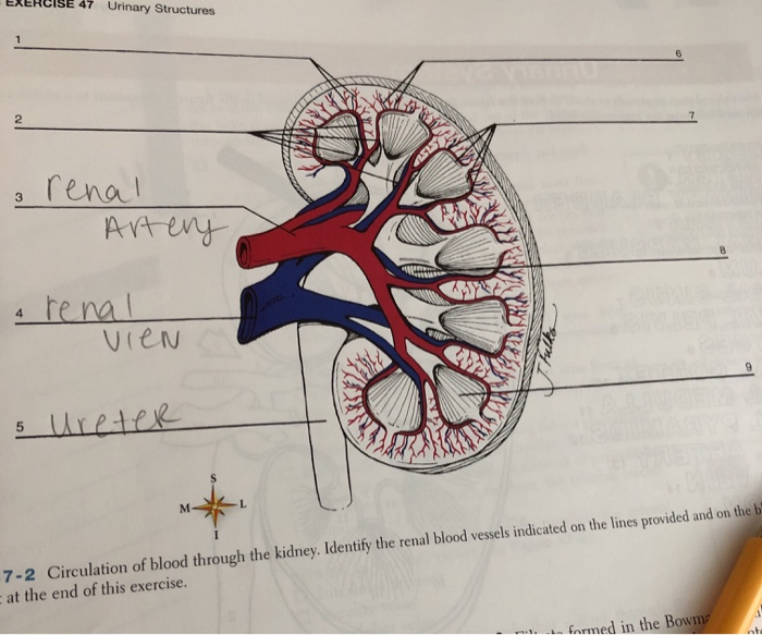 Solved EXERCISE 47 Urinary Structures a renal Artery a renal | Chegg.com