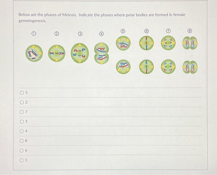 Solved Below are the phases of Meiosis. Indicate the phases | Chegg.com
