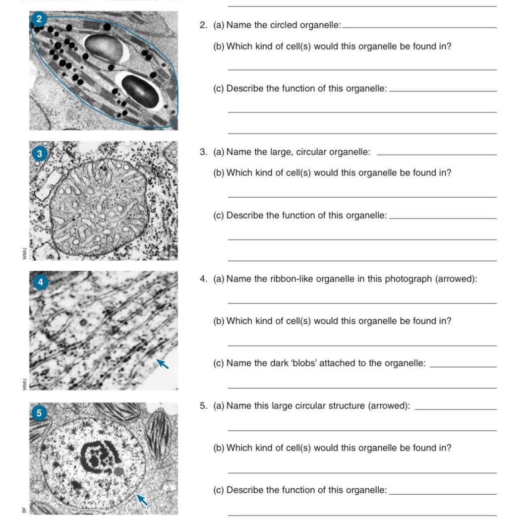 Solved What are the shown organelles and their functions | Chegg.com