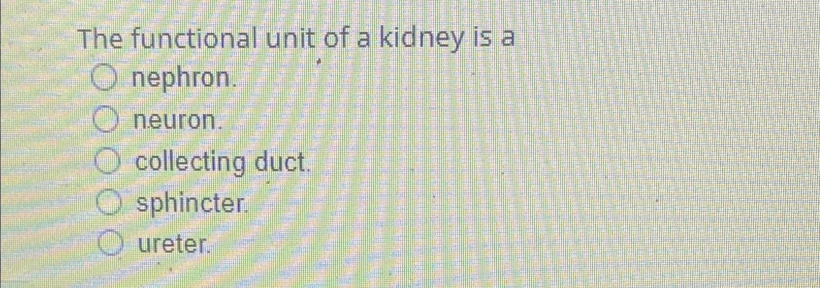 Solved The functional unit of a kidney is a nephron.neuron. | Chegg.com