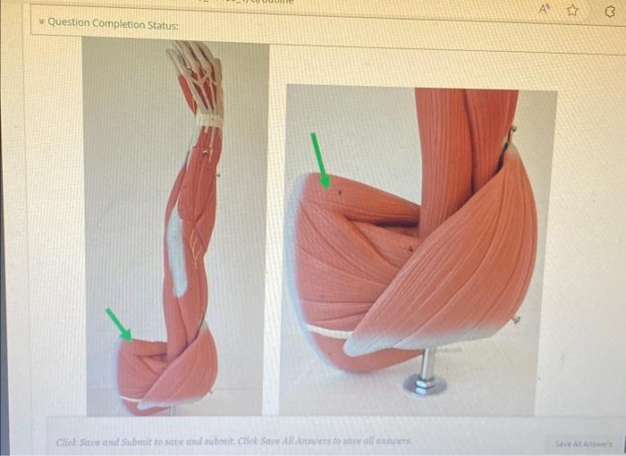 Solved name the muscle | Chegg.com