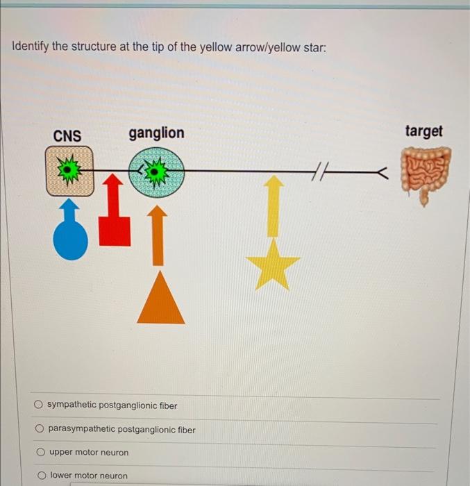 Solved Identify the structure at the tip of the yellow | Chegg.com