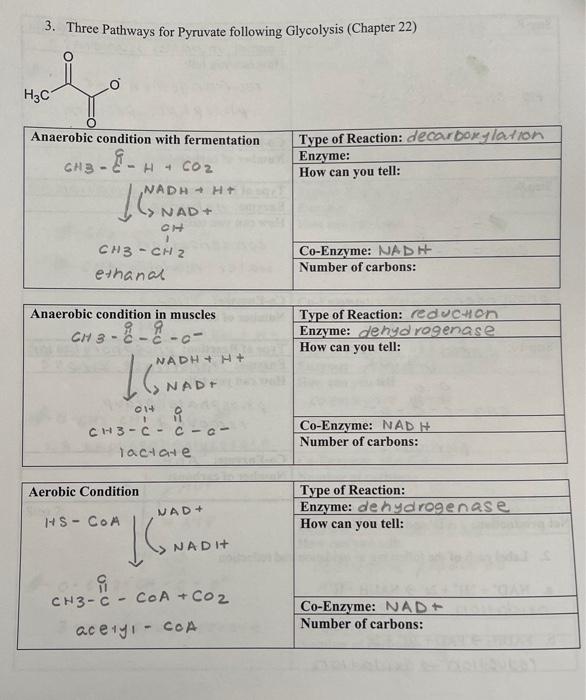 Solved 3. Three Pathways for Pyruvate following Glycolysis | Chegg.com