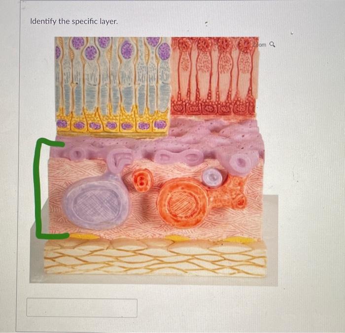 Solved Identify the specific layer. | Chegg.com