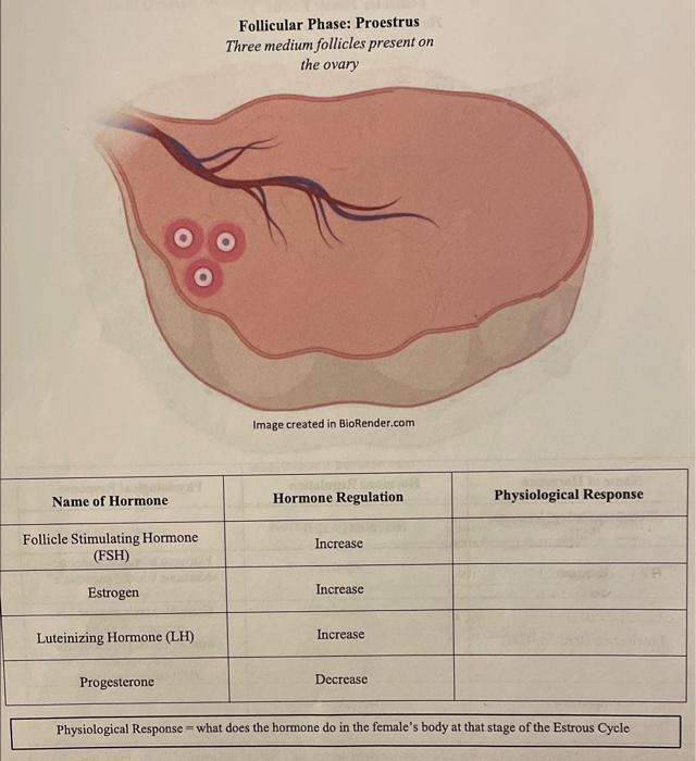 Solved Follicular Phase: Proestrus Three medium follicles | Chegg.com