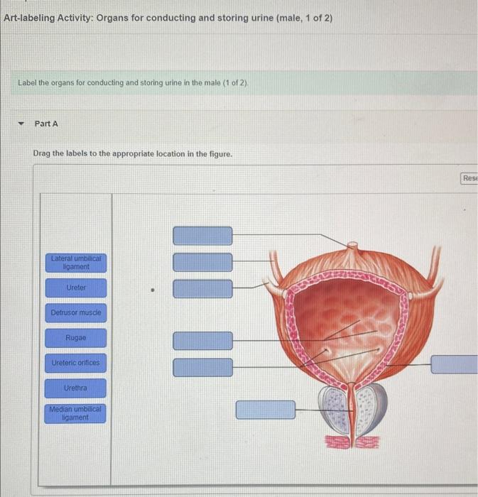 Solved Art-labeling Activity: Organs for conducting and | Chegg.com