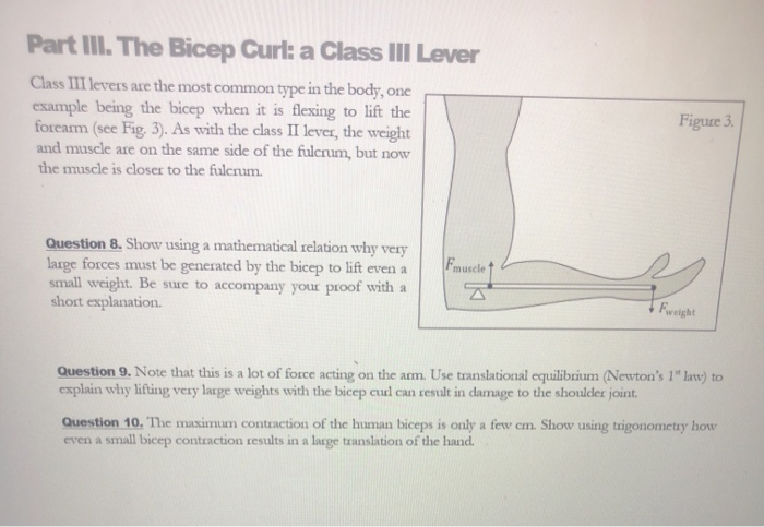 Solved Part III. The Bicep Curl: a Class III Lever Class III | Chegg.com