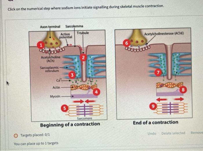 Solved Click on the numerical step where sodium ions | Chegg.com