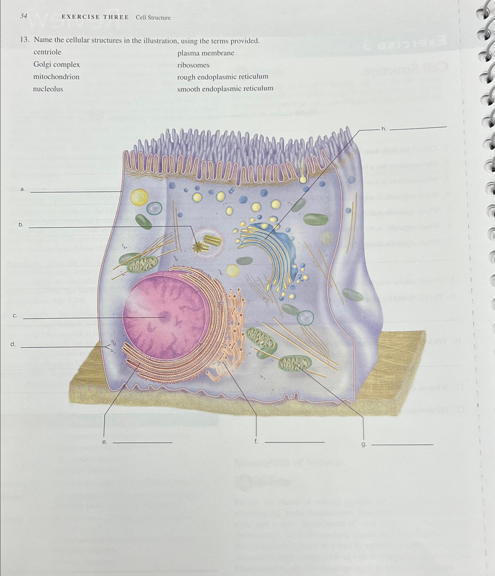 Solved 34EXERCISE THREE Cell Structure13. ﻿Name the cellular | Chegg.com