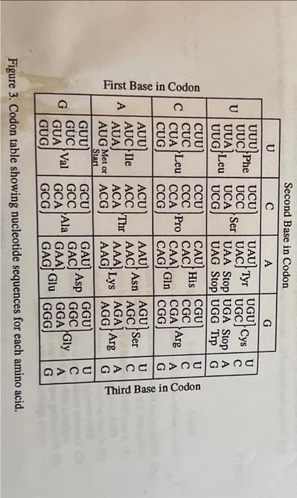 Second Base in Codon Figure 3. Codon table showing | Chegg.com