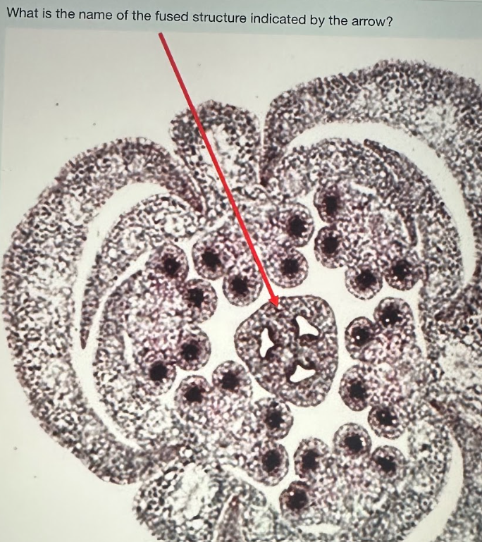 Solved What is the name of the fused structure indicated by | Chegg.com