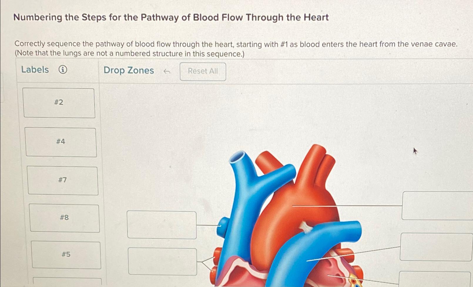 Solved Numbering the Steps for the Pathway of Blood Flow | Chegg.com