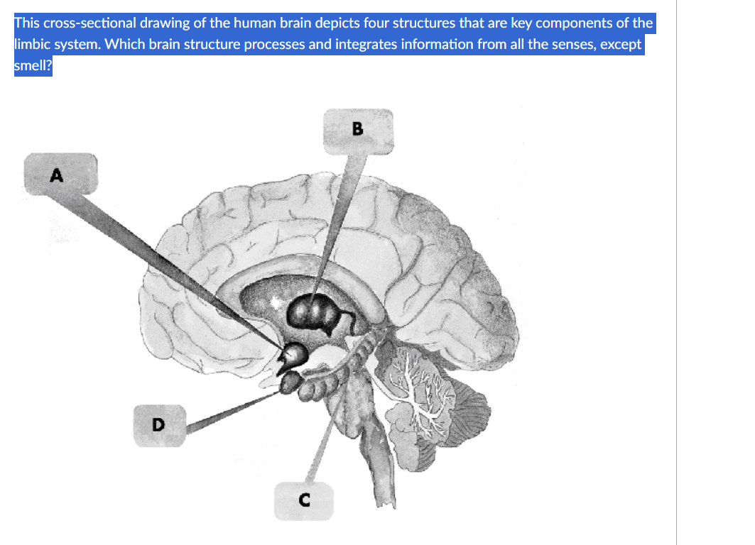 Solved This cross-sectional drawing of the human brain | Chegg.com