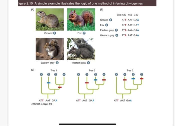 Solved •In class, we used the example of four species of | Chegg.com