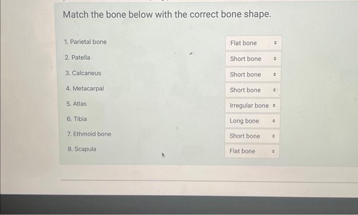 [Solved]: Match the bone below with the correct bone shape.