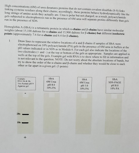 Solved High concentrations (6M) of urea denatures proteins | Chegg.com