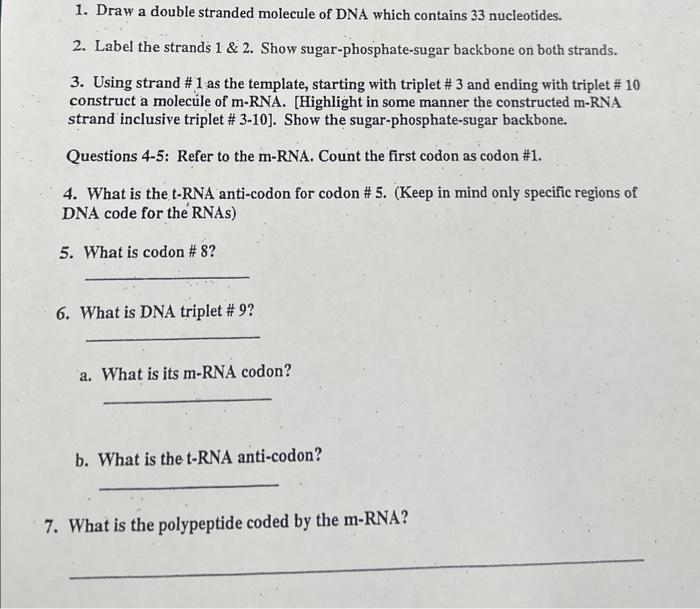 Solved 1. Draw a double stranded molecule of DNA which | Chegg.com