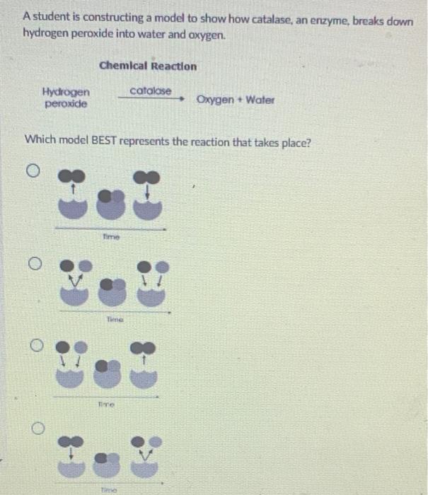 Solved A student is constructing a model to show how | Chegg.com