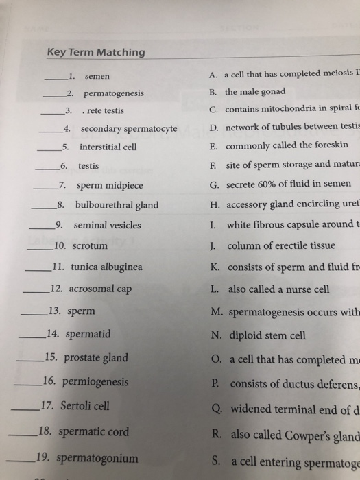 Solved Key Term Matching __1. semen _2. permatogenesis _3. | Chegg.com