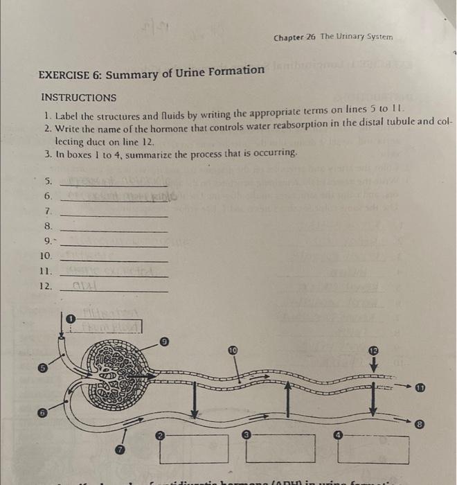 Solved EXERCISE 6: Summary of Urine Formation INSTRUCTIONS | Chegg.com