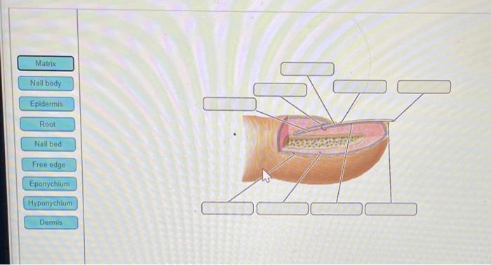 Solved Matrix Nall body sa- Epidermis Root Nail bed Free | Chegg.com