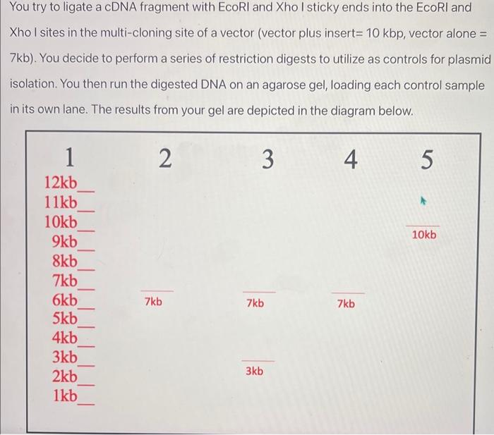 Solved You try to ligate a cDNA fragment with EcoRI and Xho | Chegg.com