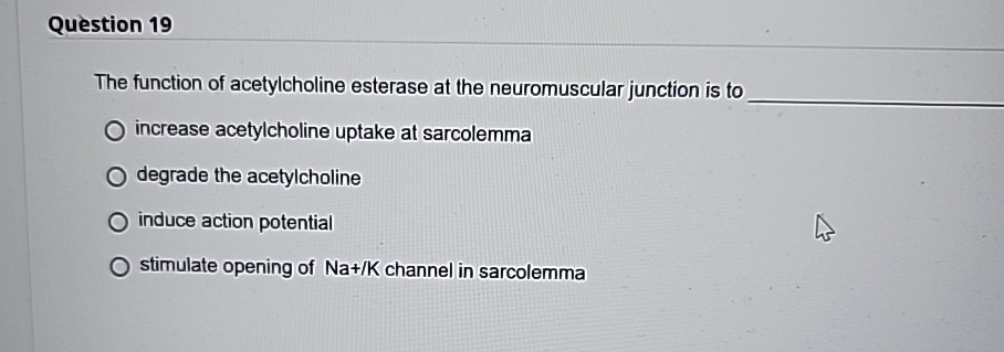 Solved Question 19the Function Of Acetylcholine Esterase At