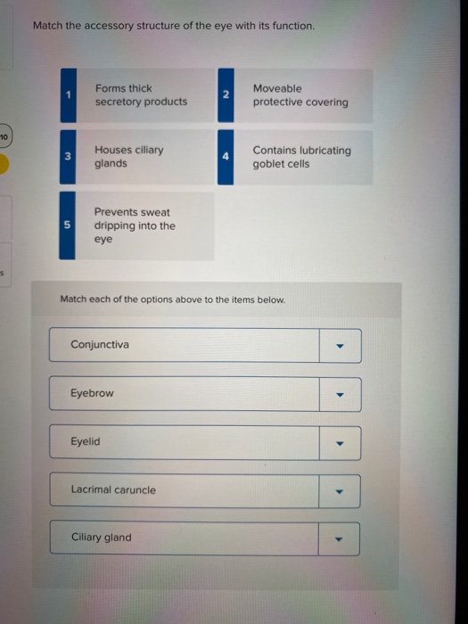 Solved Match the accessory structure of the eye with its | Chegg.com