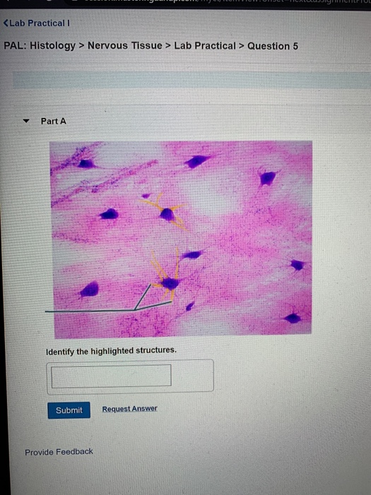 Solved Nervous Tissue > Lab Practical > Question 5 Part A | Chegg.com