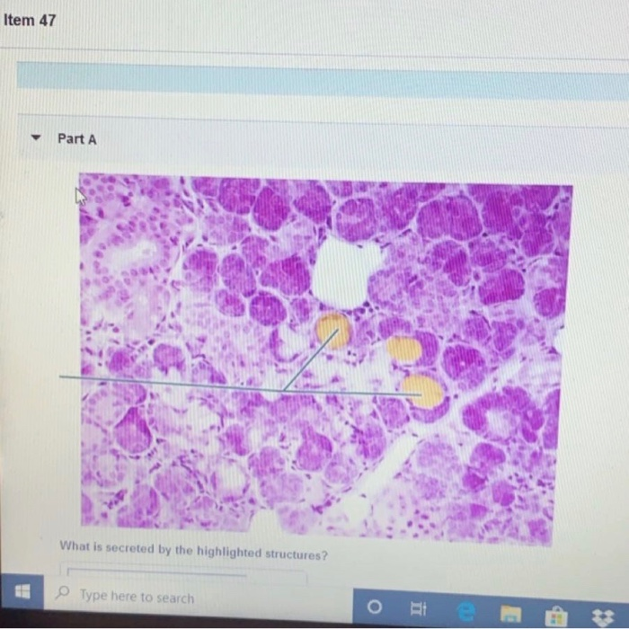 Solved Identify the highlighted structure. Type here to | Chegg.com
