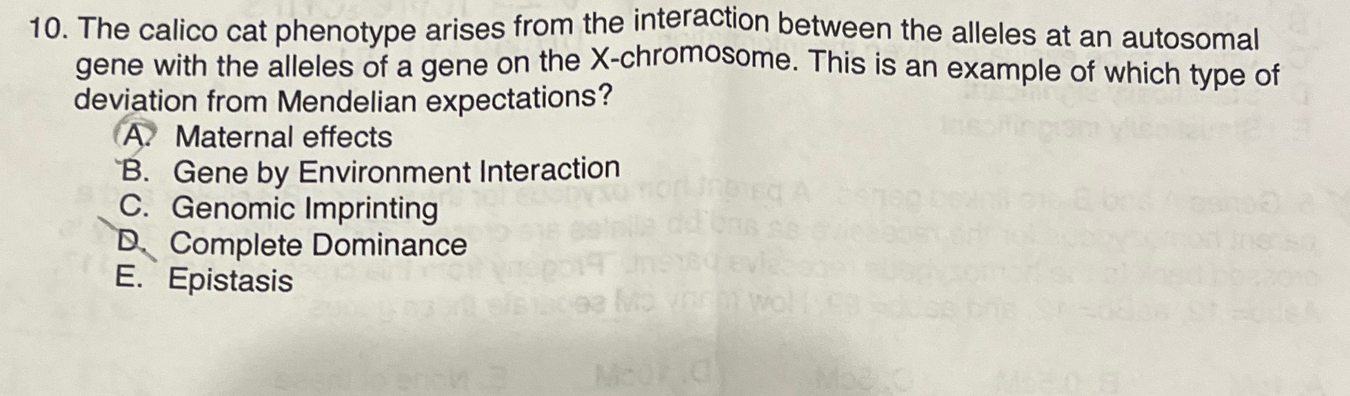 Solved The calico cat phenotype arises from the interaction | Chegg.com