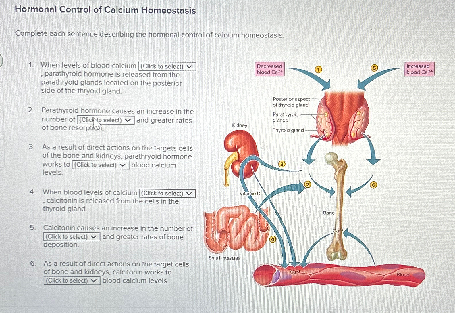 Solved Hormonal Control of Calcium HomeostasisComplete each | Chegg.com