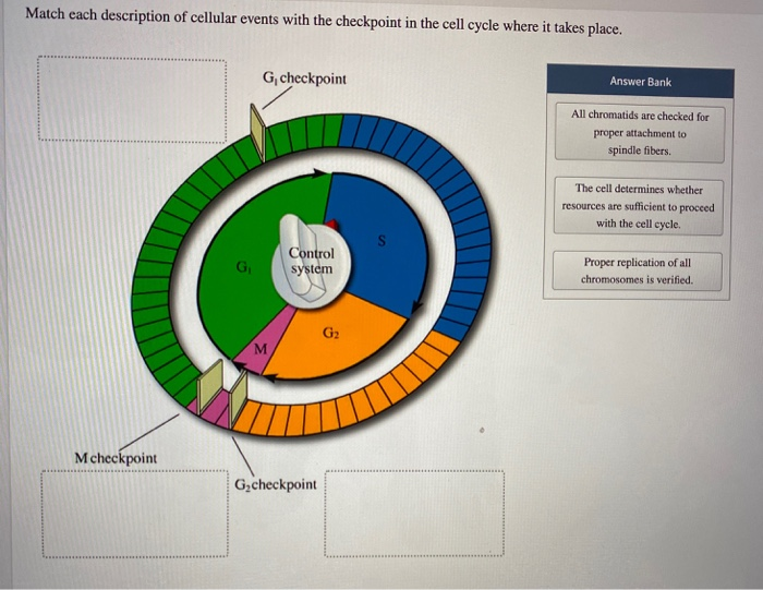 Solved Match each description of cellular events with the | Chegg.com