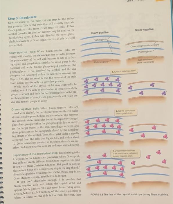 Solved PRINCIPLES BEHIND THE GRAM STAINThe Gram stain is | Chegg.com