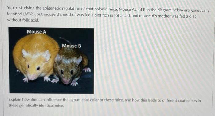 Solved You're studying the epigenetic regulation of coat | Chegg.com