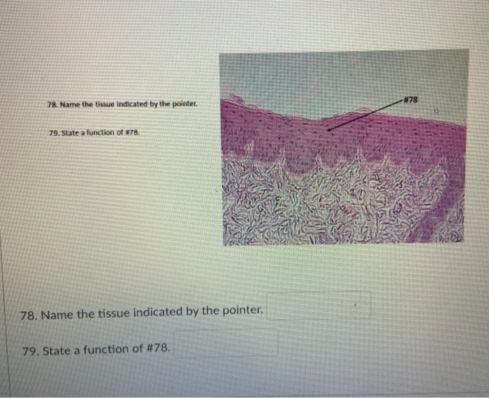 Solved #78 78. Name the tissue indicated by the pointer. 79. | Chegg.com