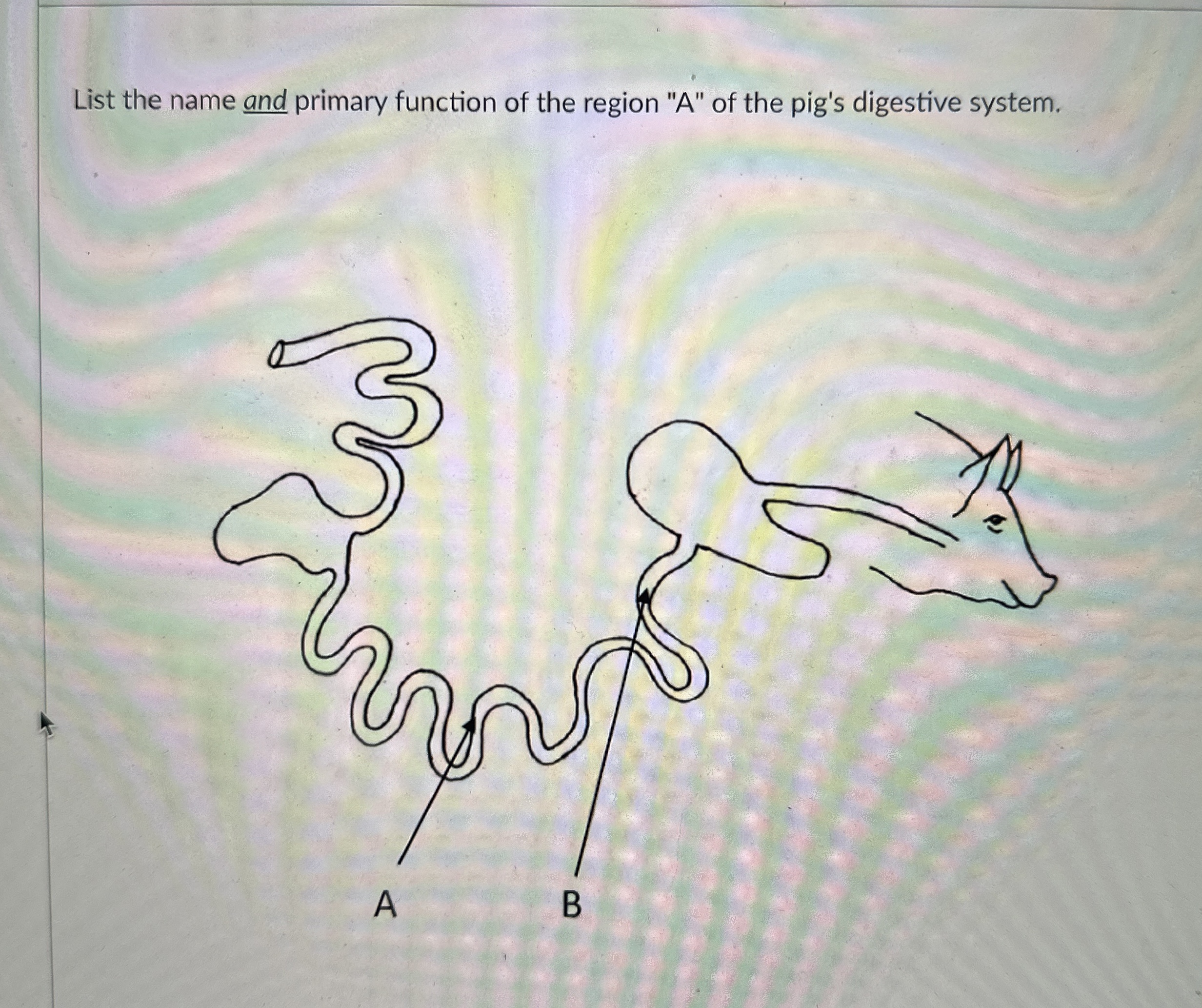Solved List the name and primary function of the region " ﻿A | Chegg.com