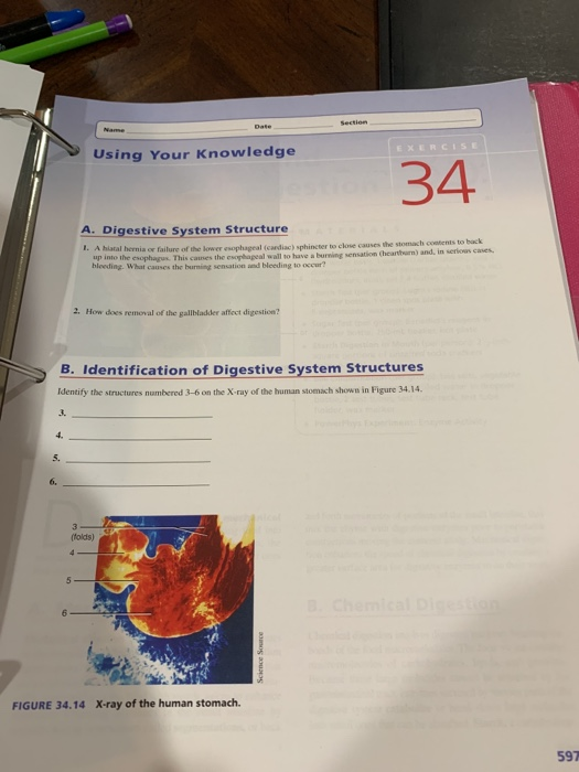 Solved ERISE Using Your Knowledge A. Digestive System | Chegg.com