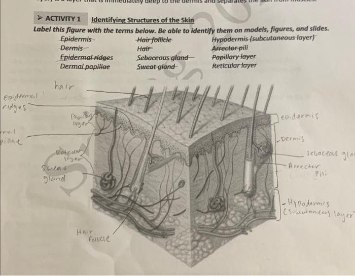 Solved Label this figure with the terms below. Be able to | Chegg.com