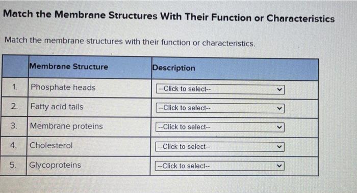 Solved Match the Membrane Structures With Their Function or | Chegg.com