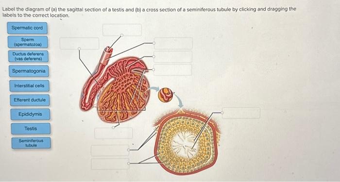 Label the diagram of (a) the sagittal section of a | Chegg.com
