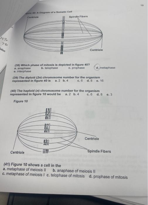40. A Diagram of a Somatie Cell Centrale Spindle | Chegg.com