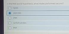 Solved in the RNA world typothisis, what molecuile lormed | Chegg.com