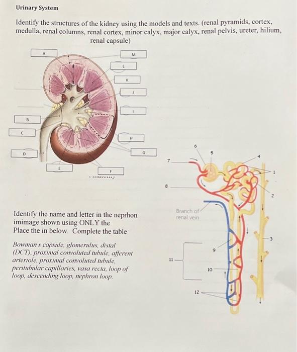Solved Urinary System Identify the structures of the kidney | Chegg.com